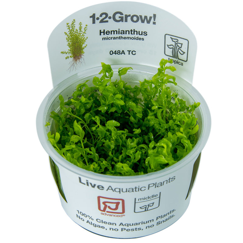 Tropica Hemianthus micranthemoides 1-2-GROW - Aquarium Plant Pearlweed ...