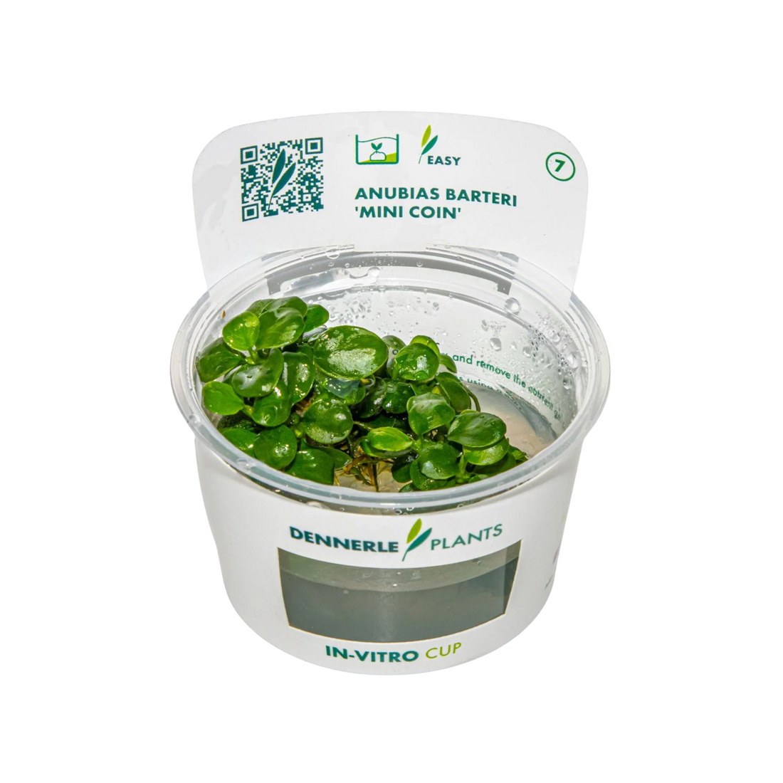 Dennerle Anubias 'Mini Coin' plant-It - Aquarium Plant In Vitro ...