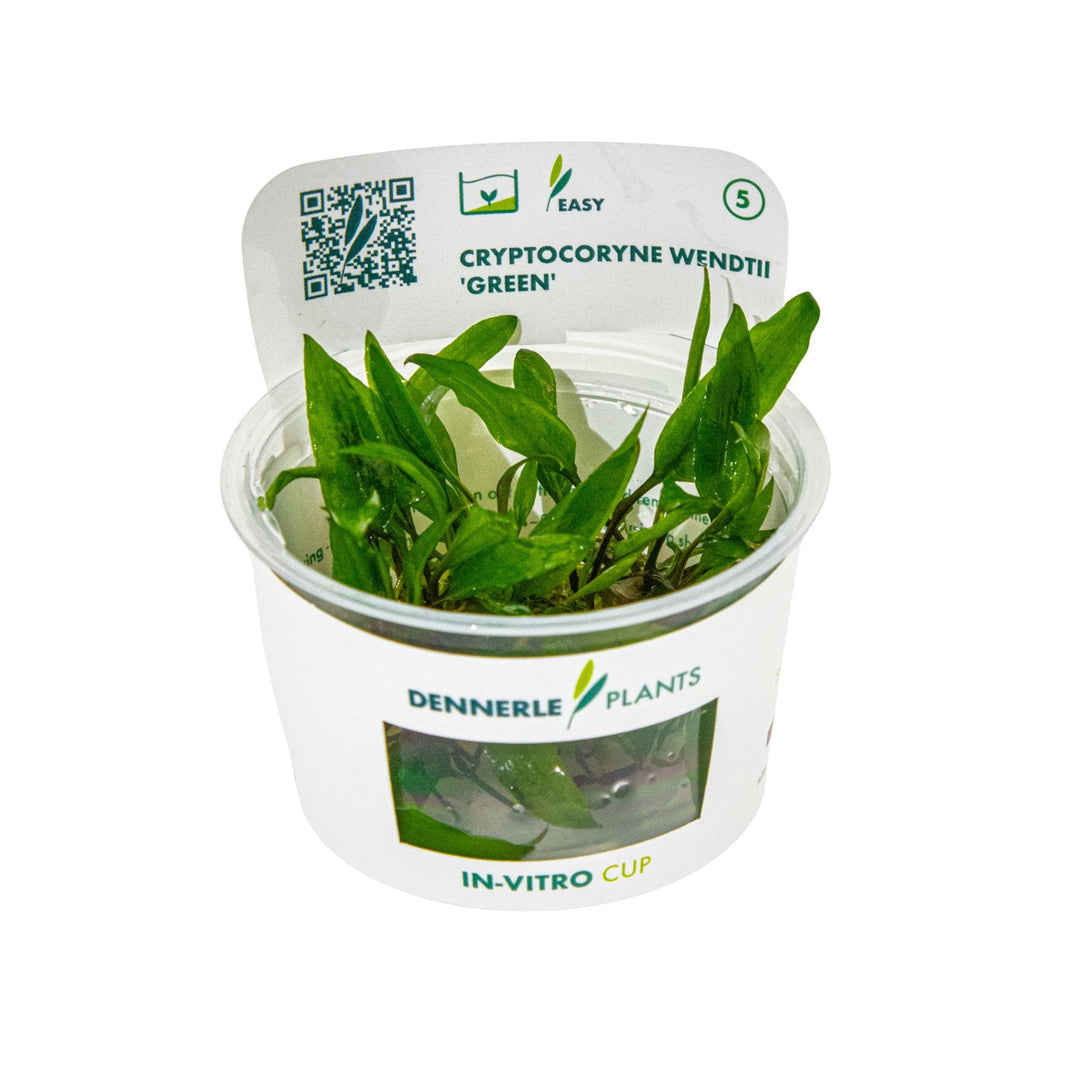 Aquascaping Express - Aquarium Plants & Accessories